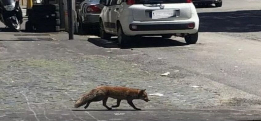 A Milano aumentano gli animali 'strani' in città: "Netto aumento di ...